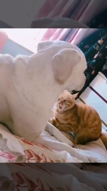 Как кошка с собакой 😹