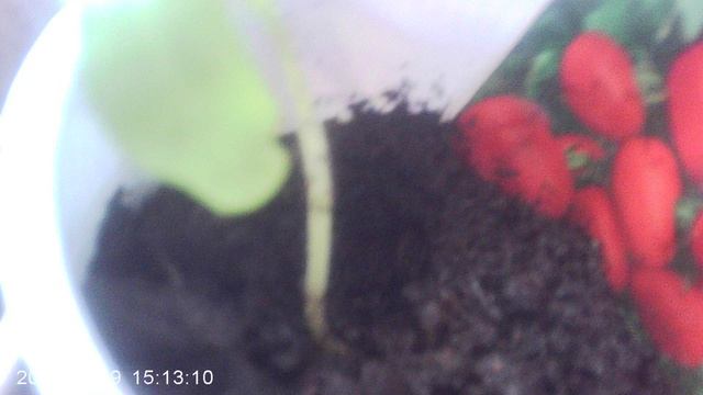 Обзор рассады томатов сорта "Оля Ф1" февральской посадки