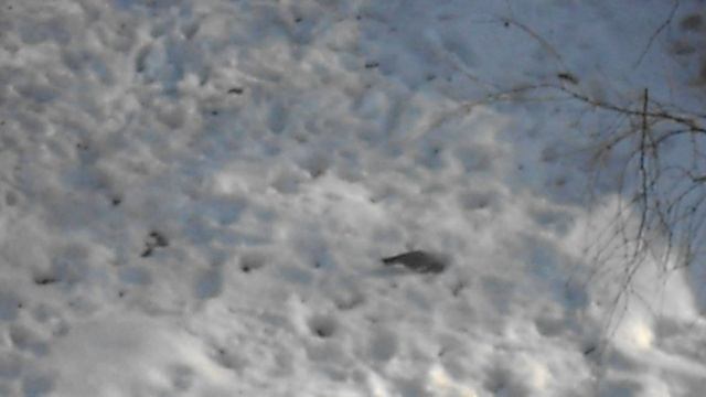 Галка на снегу 1544884. DSCN7606