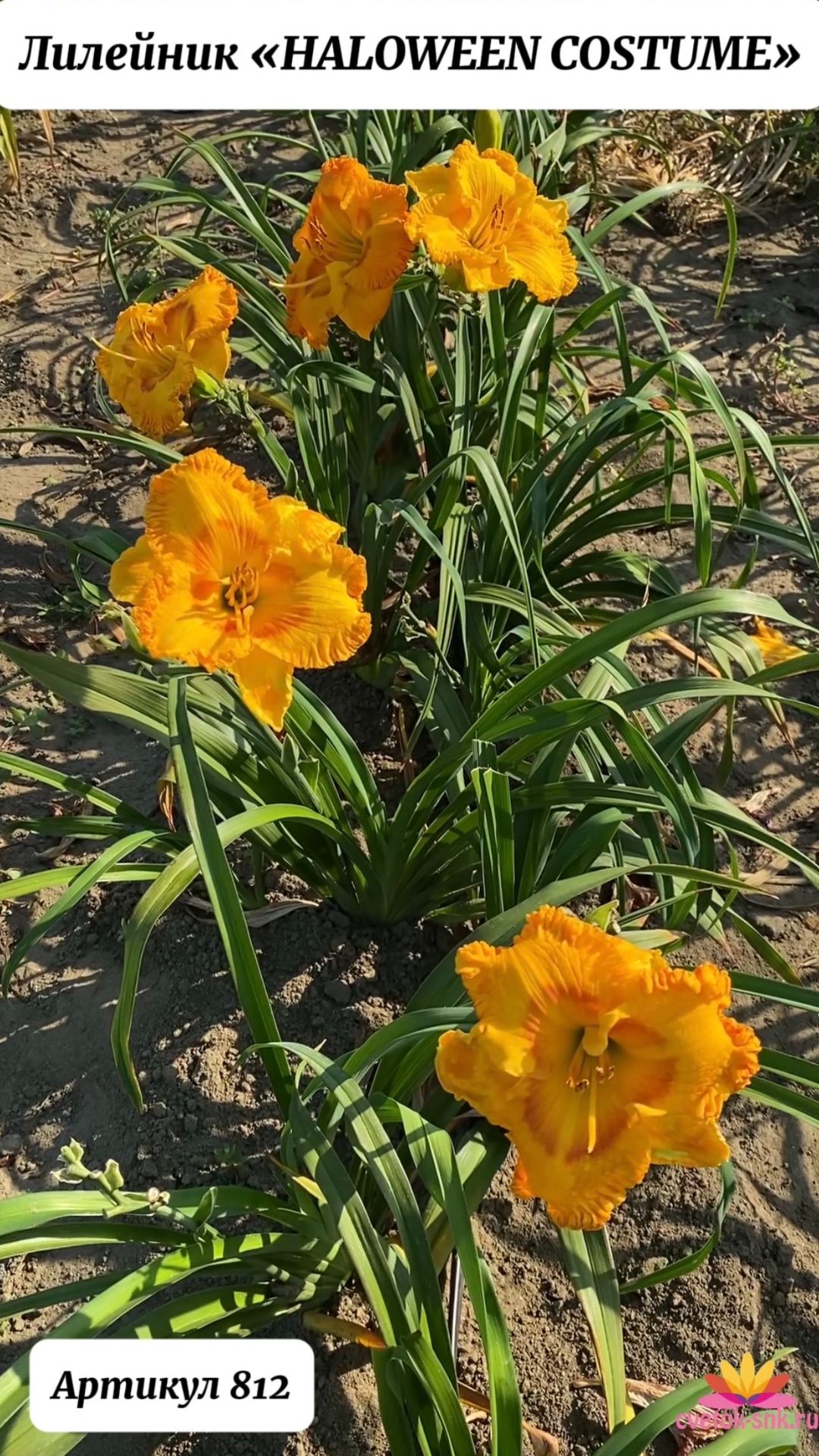 Лилейник "HALOWEEN COSTUME"/Сад Ворошиловой