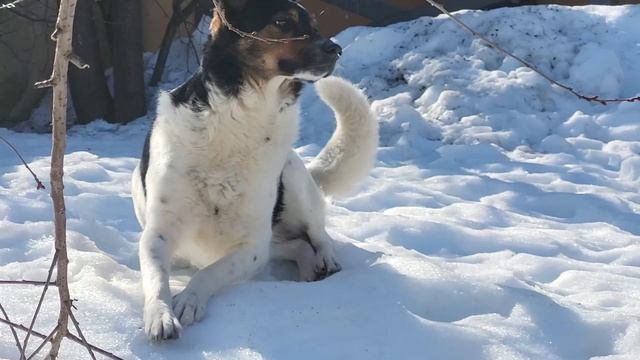 Мартовские письмена. March letter in the snow
