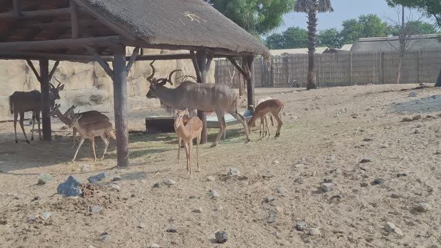 Арабские Эмираты, Шарджа. Самая весёлая экскурсия для тетей и взрослых Сафари-ЗОО.