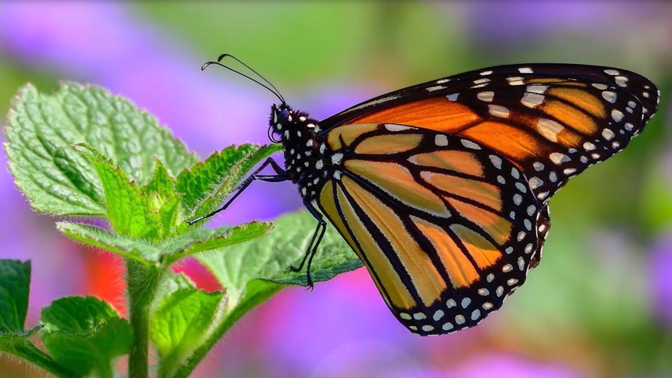 Тайны 6 континентов: Как бабочка появляется из гусеницы? ✨ С добрым утром, малыши! (2023) №36047