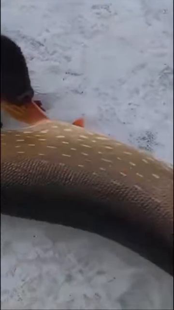 Голод не тётка