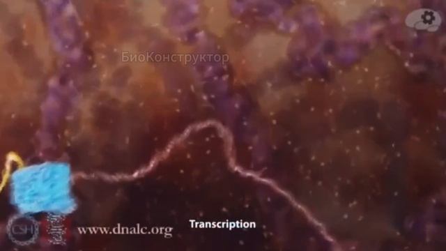 Эпигенетика - как мы сами переписываем свой ДНК