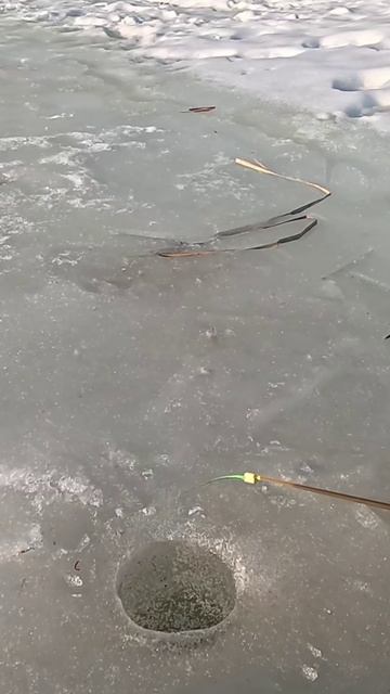 Рабочая прикормка на уклейку