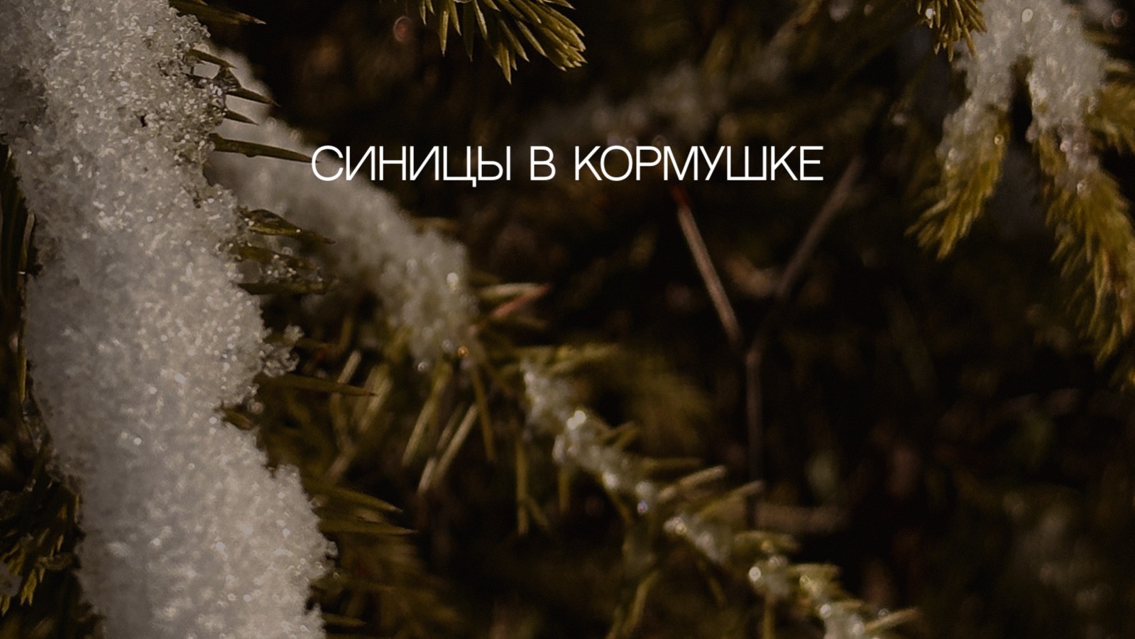 Синицы в кормушке