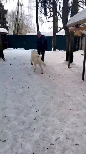 Новости о медвежонке САО Барсе 🍀❗ Пост в описании видео 🎥 #dog #собака #алабай #сао #любовь
