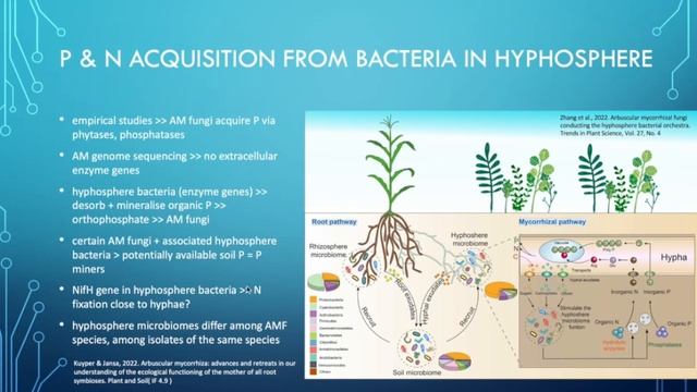 Урок 4.4 - Микробиом гифосферы арбускулярных микоризных грибов