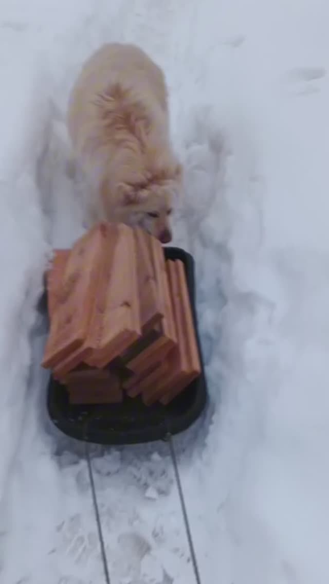 Ричик очень рад❗️❓