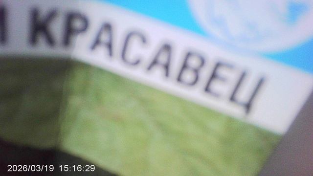 Обзор кабачка сорта "Чёрный Красавец" февральской посадки