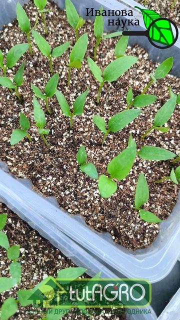 Перец в марте: еще и лучше! Секреты большого урожая при позднем посеве перца: успеть за 60 дней.