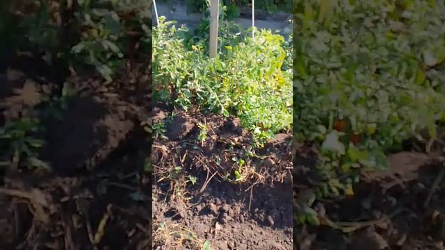 16 августа. Картофель. Подготовка к следующему сезону