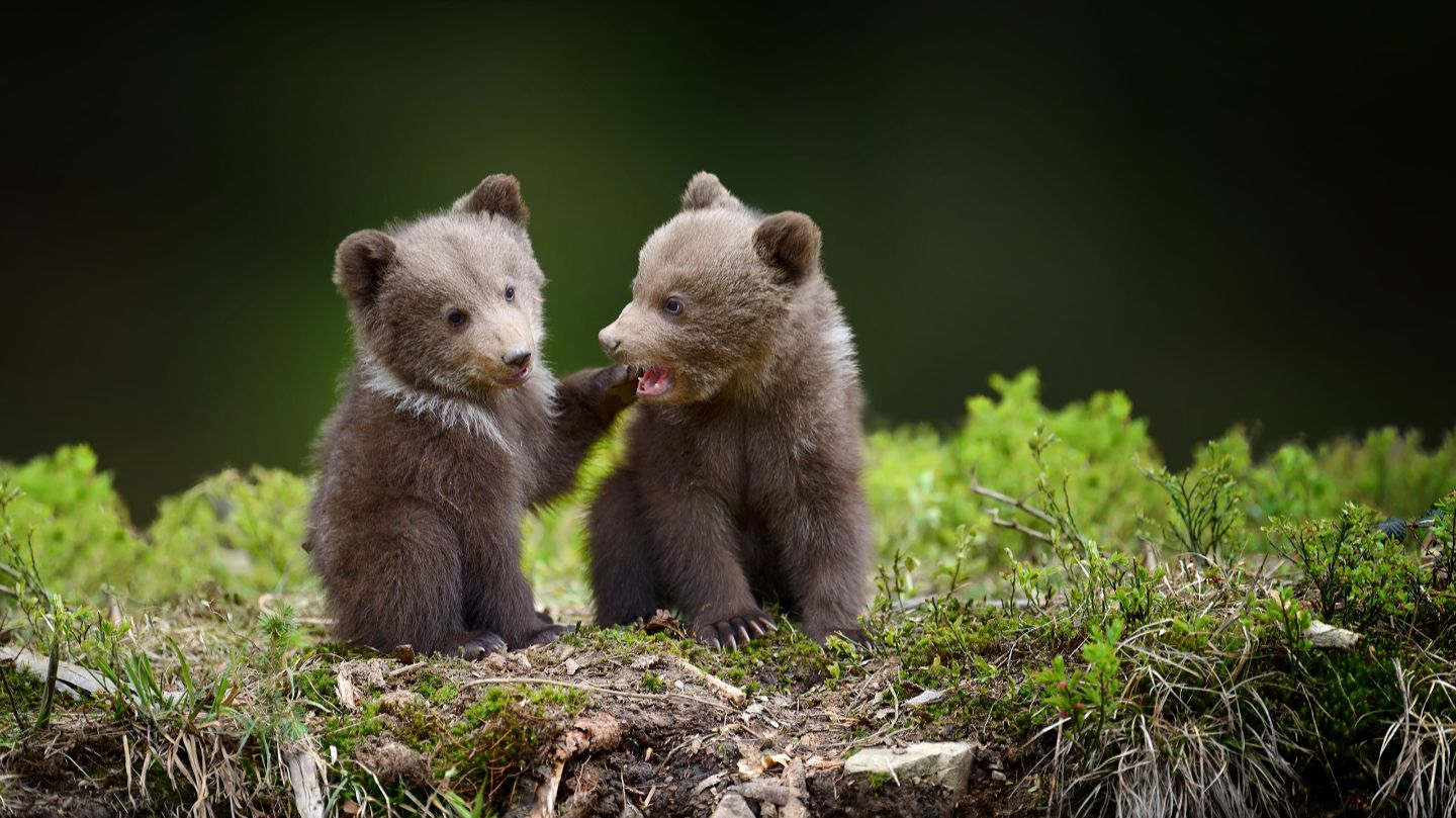 ТАЙГА. Медвежата ВЫШЛИ к леснику из чащи. Когда он понял ПОЧЕМУ — сердце СЖАЛОСЬ
