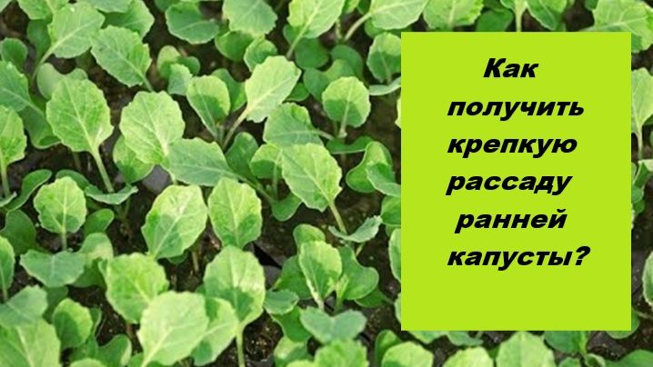 Раннюю капусту нельзя выращивать дома, выношу в теплицу!