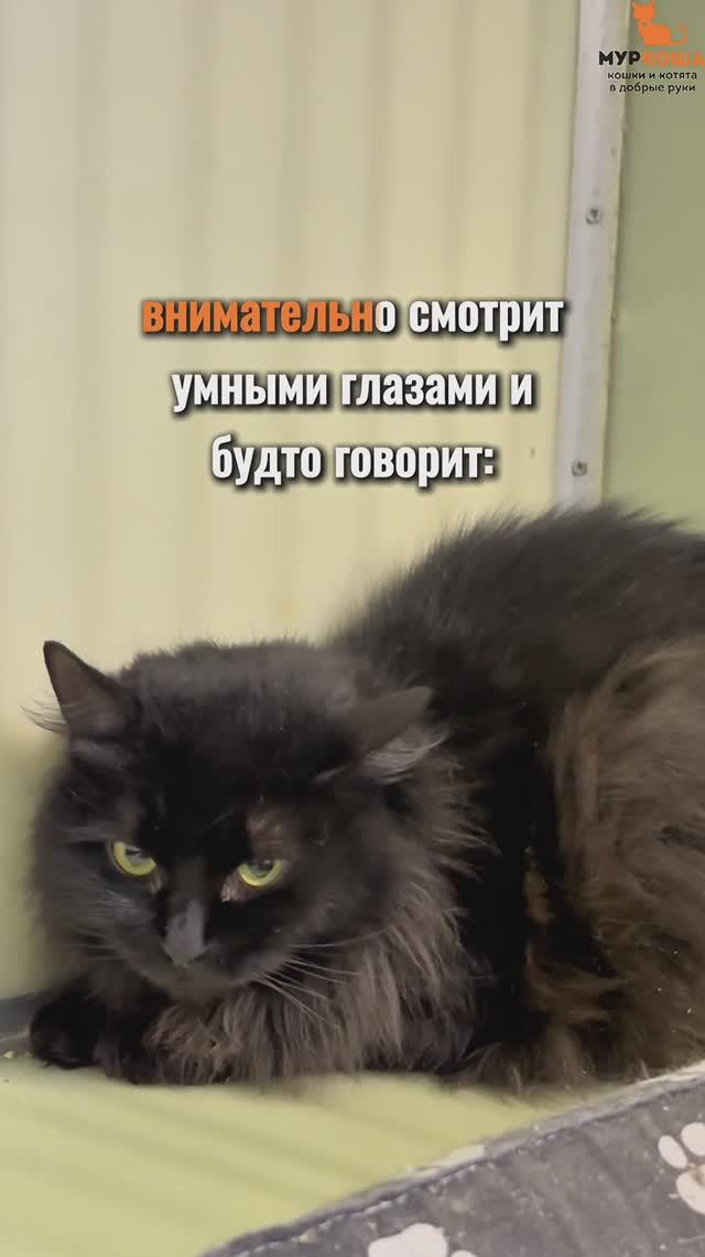 Райса ждёт вас в приюте #Муркоша