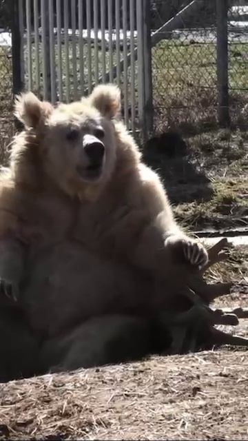 Мишка проснулся