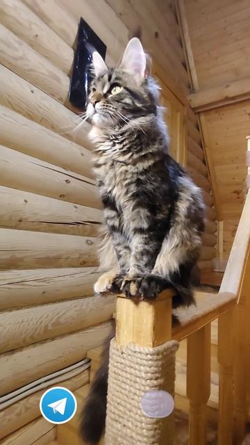 Хелависа — тогда и сейчас. 🖤✨