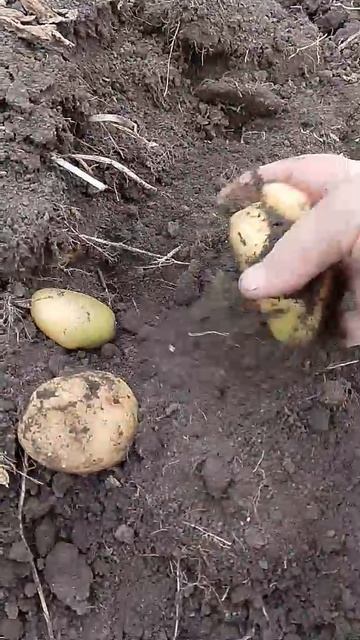 12 августа. Уборка картофеля. Часть 4. Сорт Королева Анна