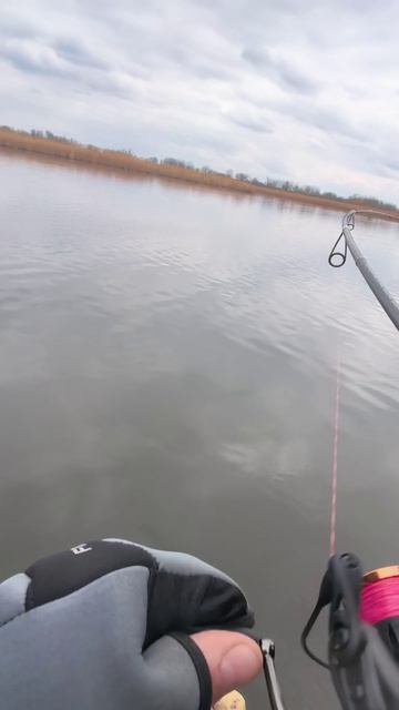 Судак на МАГНУМ (Олта), 2.24м, 2-16г