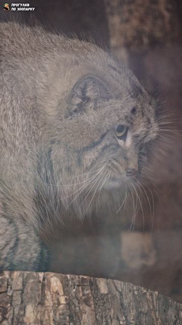 Манул Шу посмотрел вниз и решил спуститься с полочки. Ленинградский зоопарк