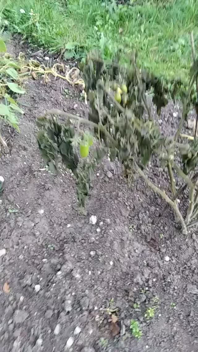 Последствия заморозков.