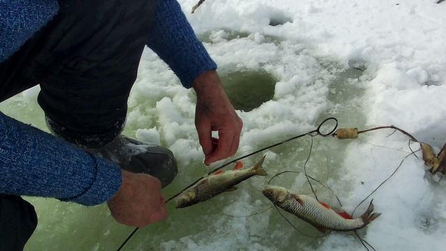 Голавль в середине марта на косынку. Отдых у костра