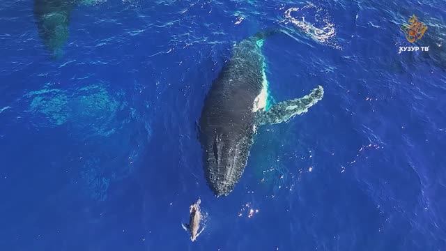 Есть ли у китов зубы? | Чудеса сотворения - Подводный мир