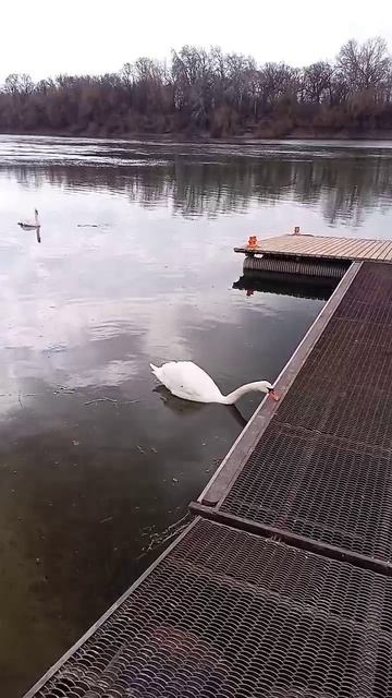 Лебеди на Днестре, у Григориопольской гребной базы