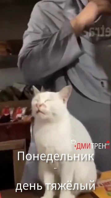 В понедельник не до работы...