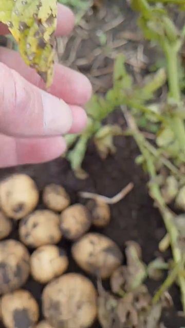12 августа. Уборка картофеля. Часть 2. Сорт Гала
