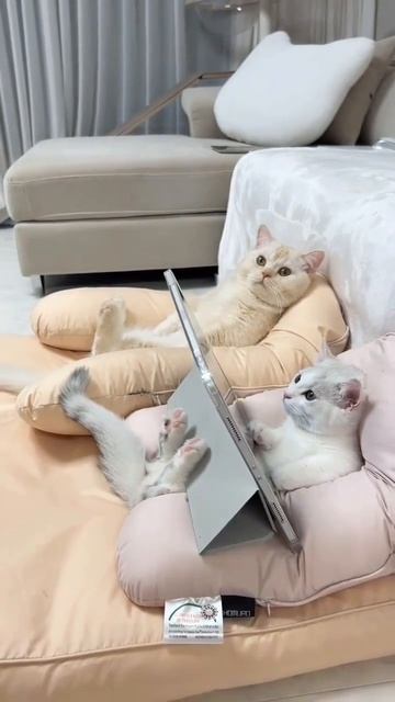 Спокойной ночи! 😺