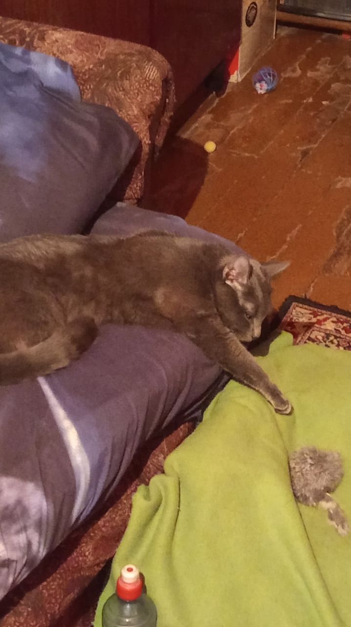 Кот Атос отдыхает после игры! #shorts #котатос #животные #кошачьиигры #кошачийотдых