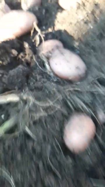 18 августа. Лариса Лавриненко. Опыт выращивания картофеля. Выкопка картофеля. Часть 2