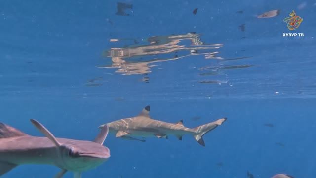 Есть ли у акулы чешуя? | Чудеса сотворения - Подводный мир