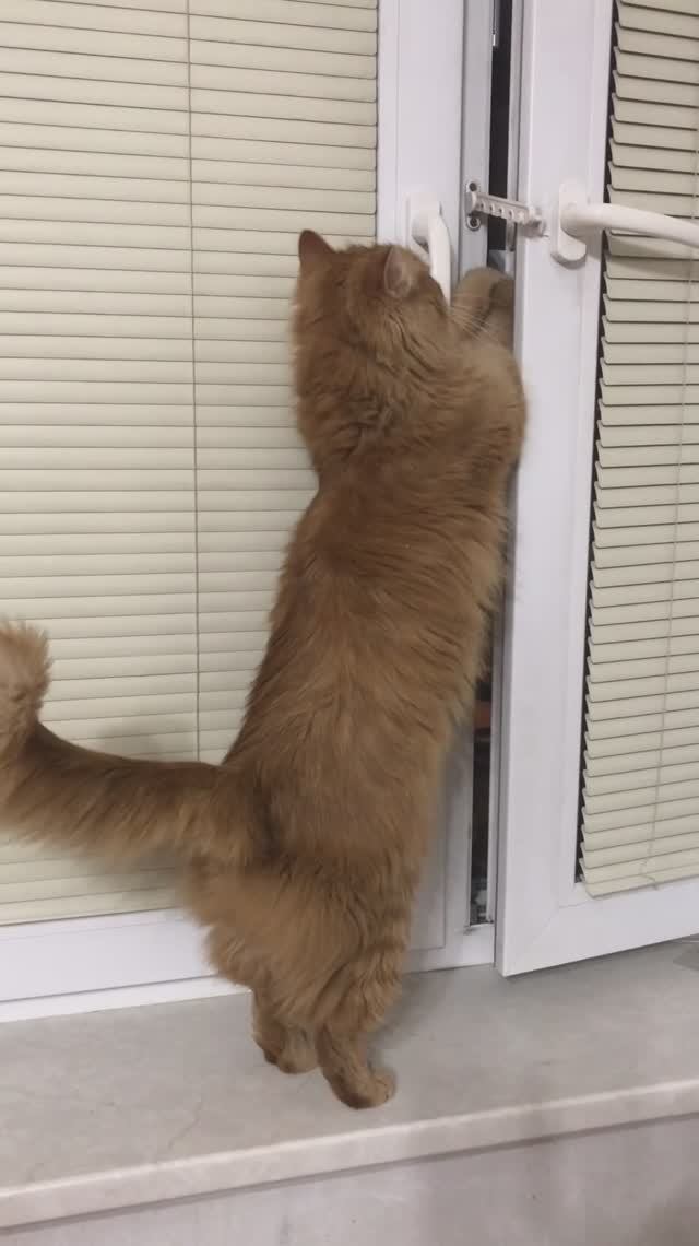 Альфушка опечален❓❤️