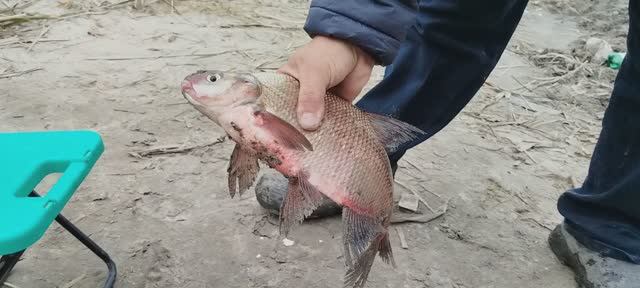 Лещ на реке Северский Донец.Берёт только опарыша.Пробую экспериментальную снасть.