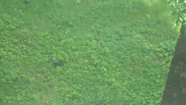 Две галки на газоне. Архив лето 2025. DSCN6465