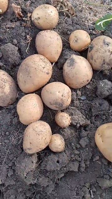 18 августа. Уборка картофеля. Часть 6. Сорт Горняк