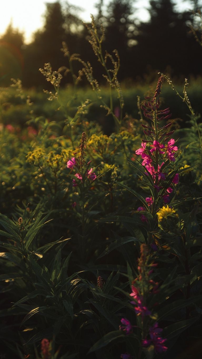 Aleyum - Galvanic Seasons