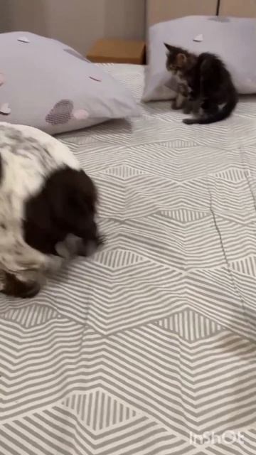 Спаниель выступает перед котятами мейн кун #прикол #юмор#котята#мейнкун#спаниели