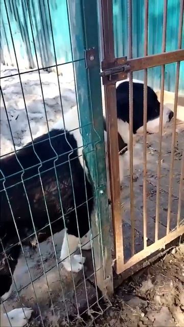 Роскошные медвежата САО Кай🍀 и Герда🌸 ищут 🏠❗Пост в описании 🎥 #dog #собака #алабай #любовь