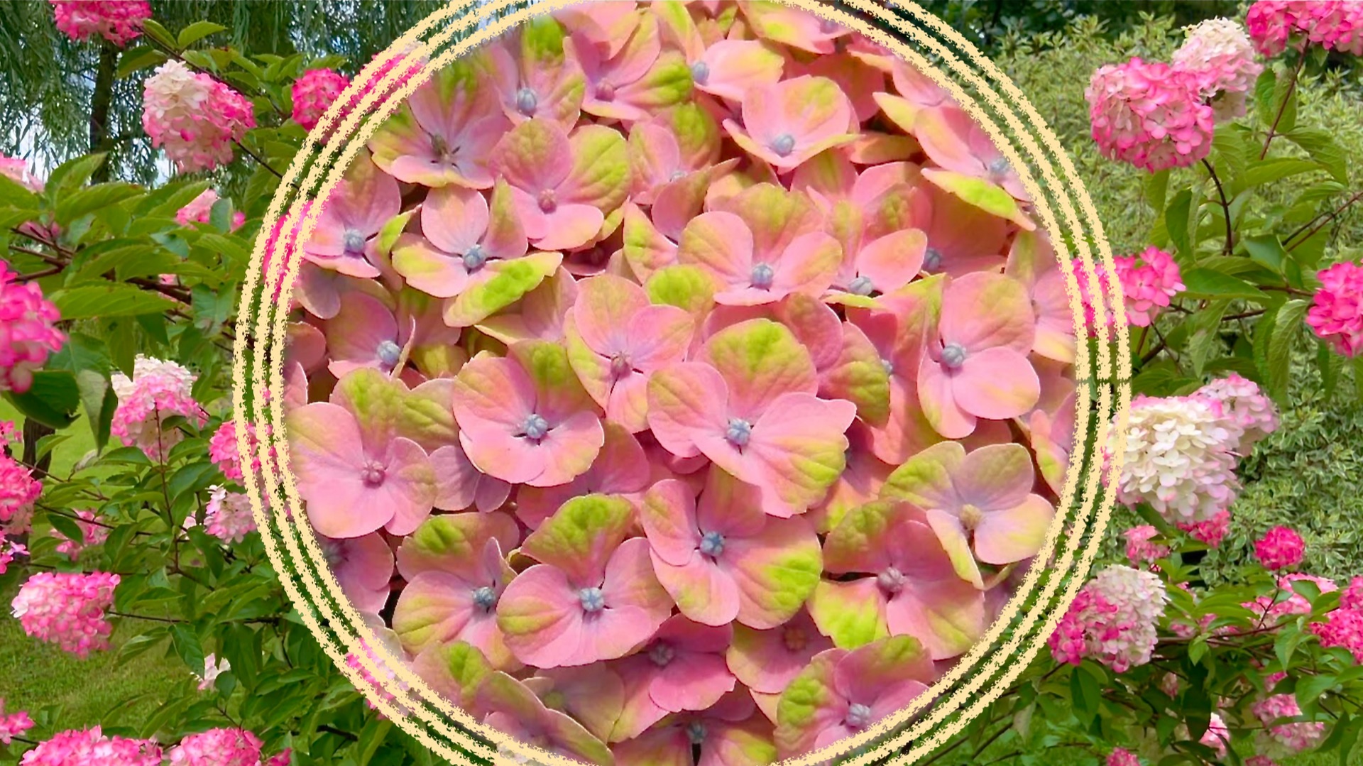 Гортензии, Чубушник и Дейция. Что общего.