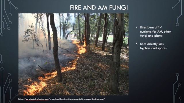 Урок 4.5 - Арбускулярные микоризные грибы (АМГ) и нарушения среды