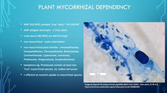 Урок 4.3 - Динамика роста растений, обусловленная арбускулярными микоризными грибами (АМГ)
