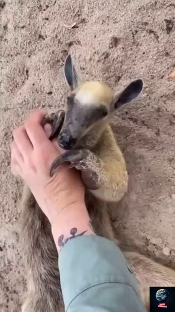 Тамандуа или четырехпалый муравьед. Эта прелесть обладатель 40- сантиметрового языка