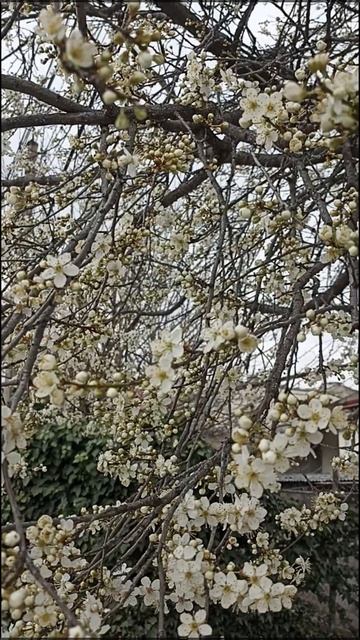 Первоцветы в Рустави (Грузия) 19.03.2026