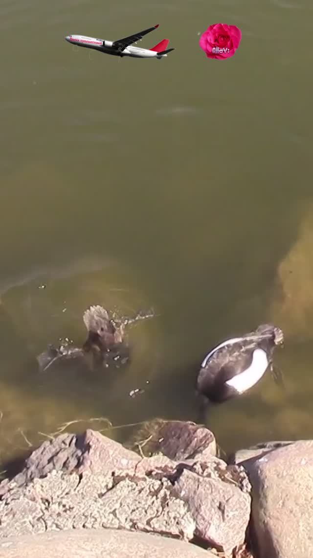 Забавные утки - нырки