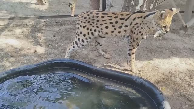 Сёма ловит рыбу, август 2025