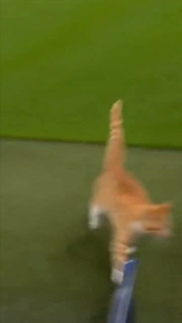 КОТ ВО ВРЕМЯ МАТЧА НАПАЛ НА СУДЬЮ 😆🐱